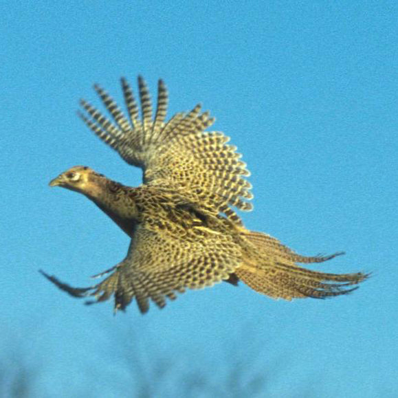 Box of 12 Chukar — zukovichgamebirds