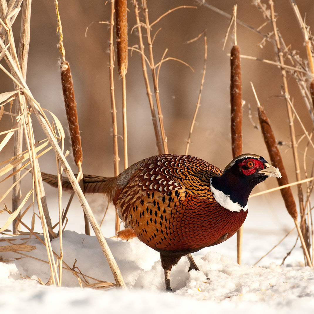 Zukovich Game Birds — zukovichgamebirds